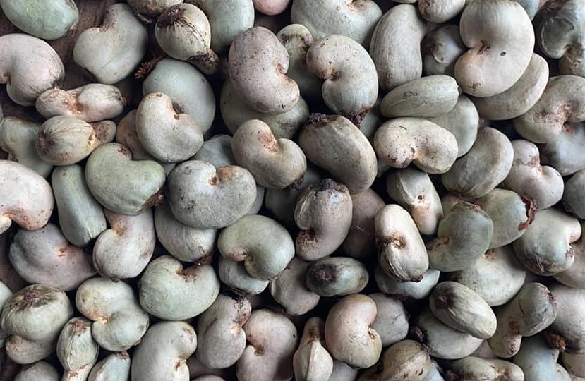 Senegal origin 52 Lbs - Raw Cashew Nuts