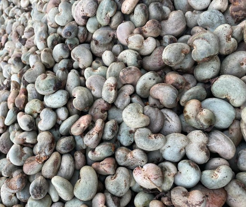 Senegal origin RCN offers 2021 - Raw Cashew Nuts