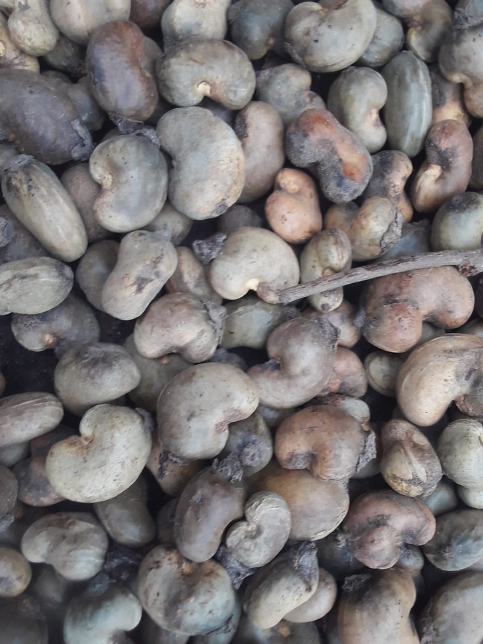 Senegal origin 50 Lbs - Raw Cashew Nuts
